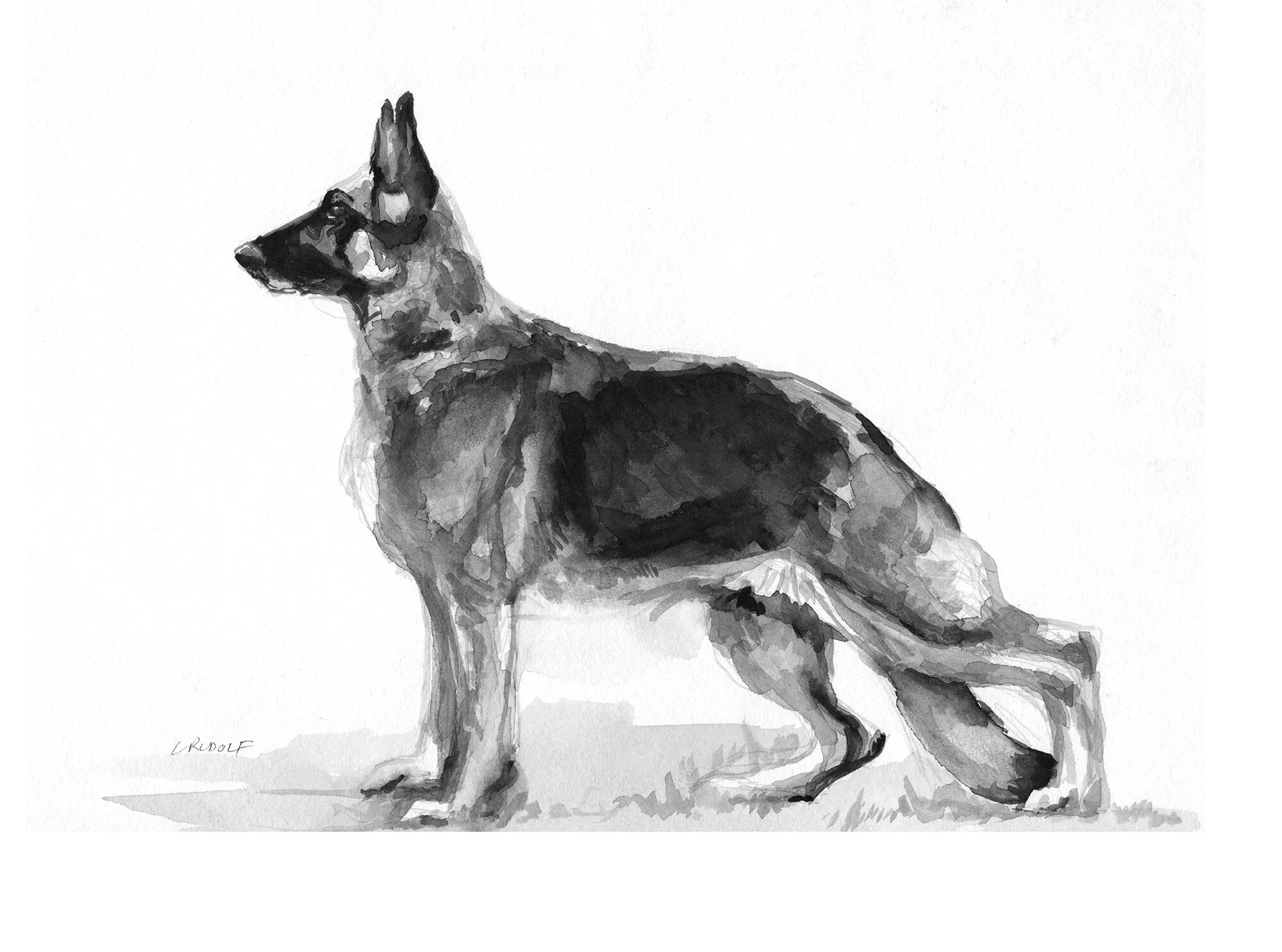 German Shepherd Drawings Step By Step