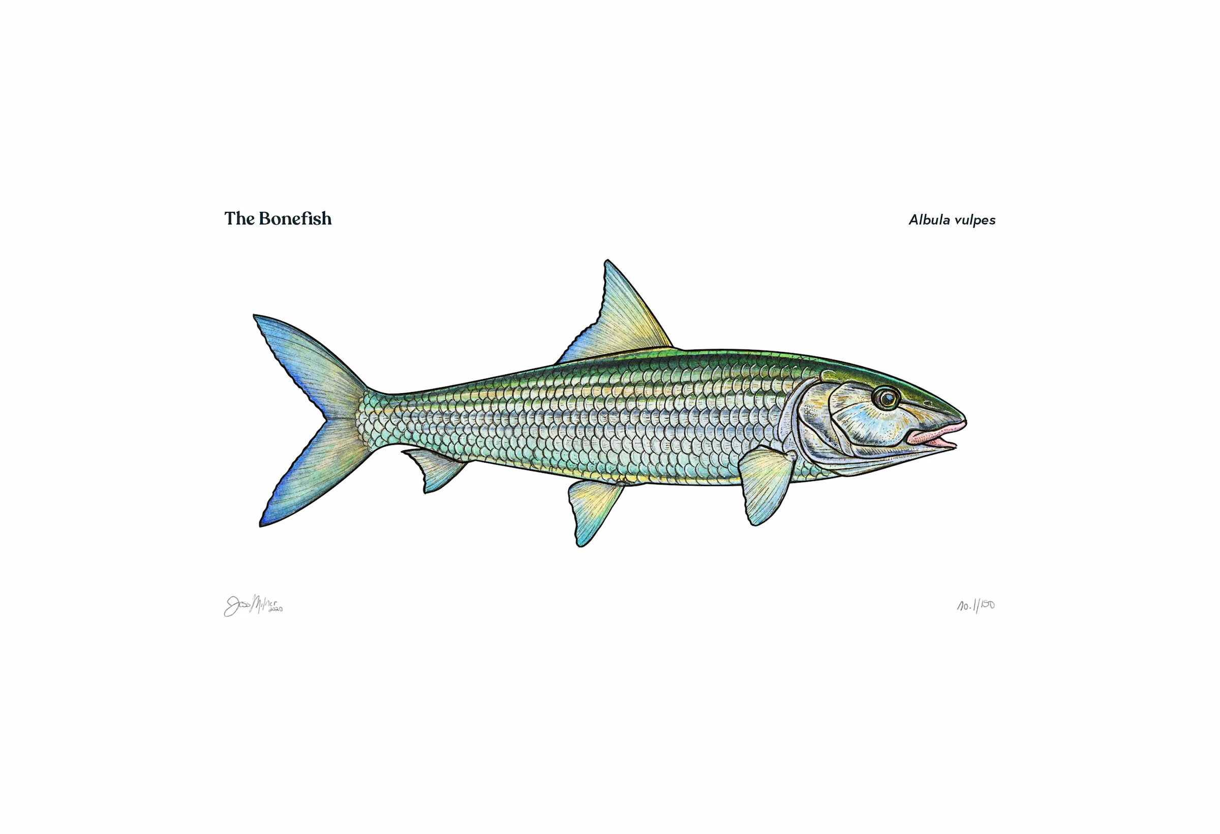 Jess Milner Art & Design Works