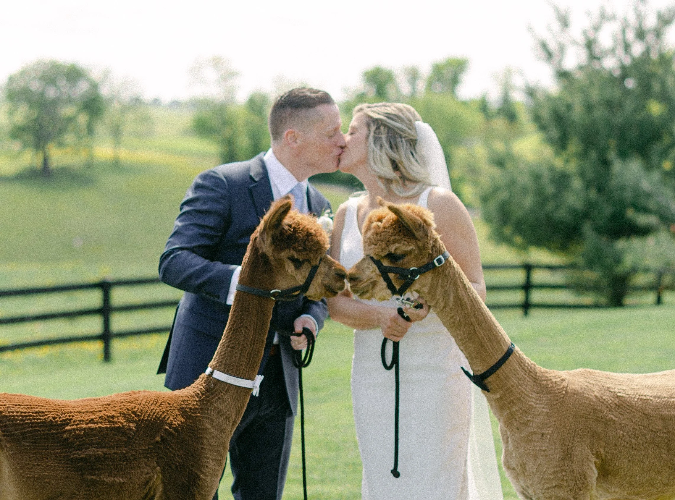 Wedding Alpacas — Meadowgate® Alpacas