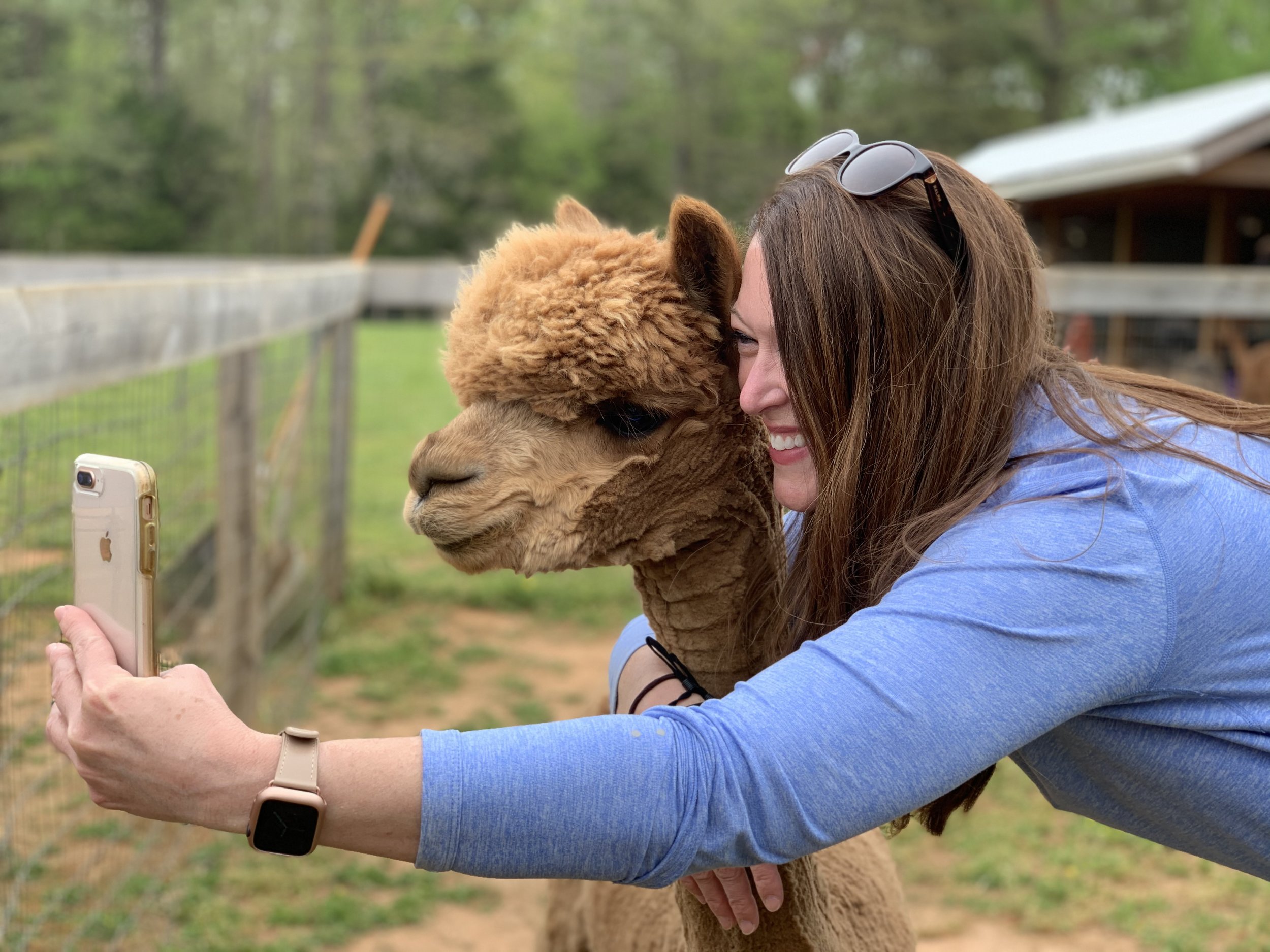 Farm Visit — Meadowgate® Alpacas