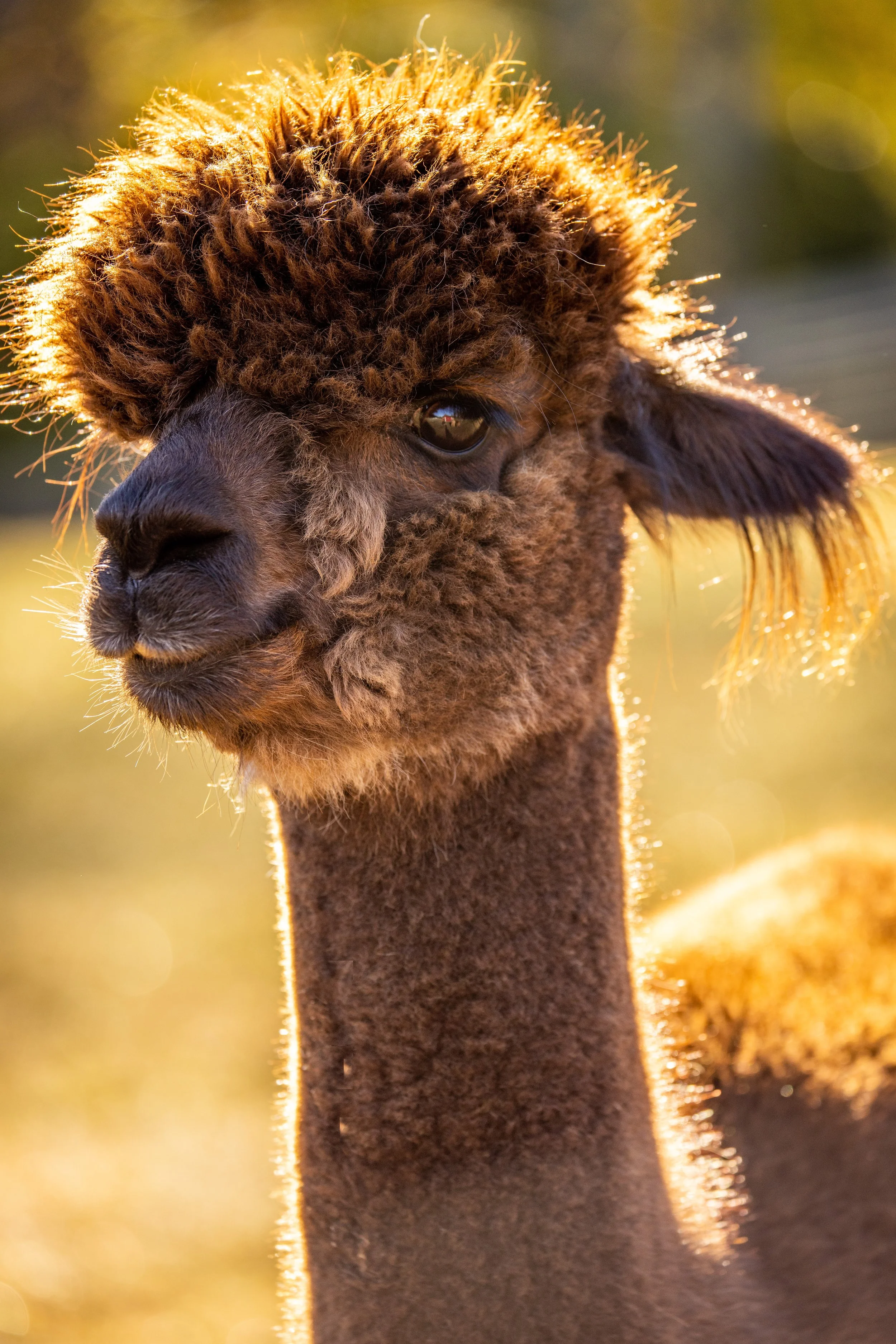 Brown Alpaca Face
