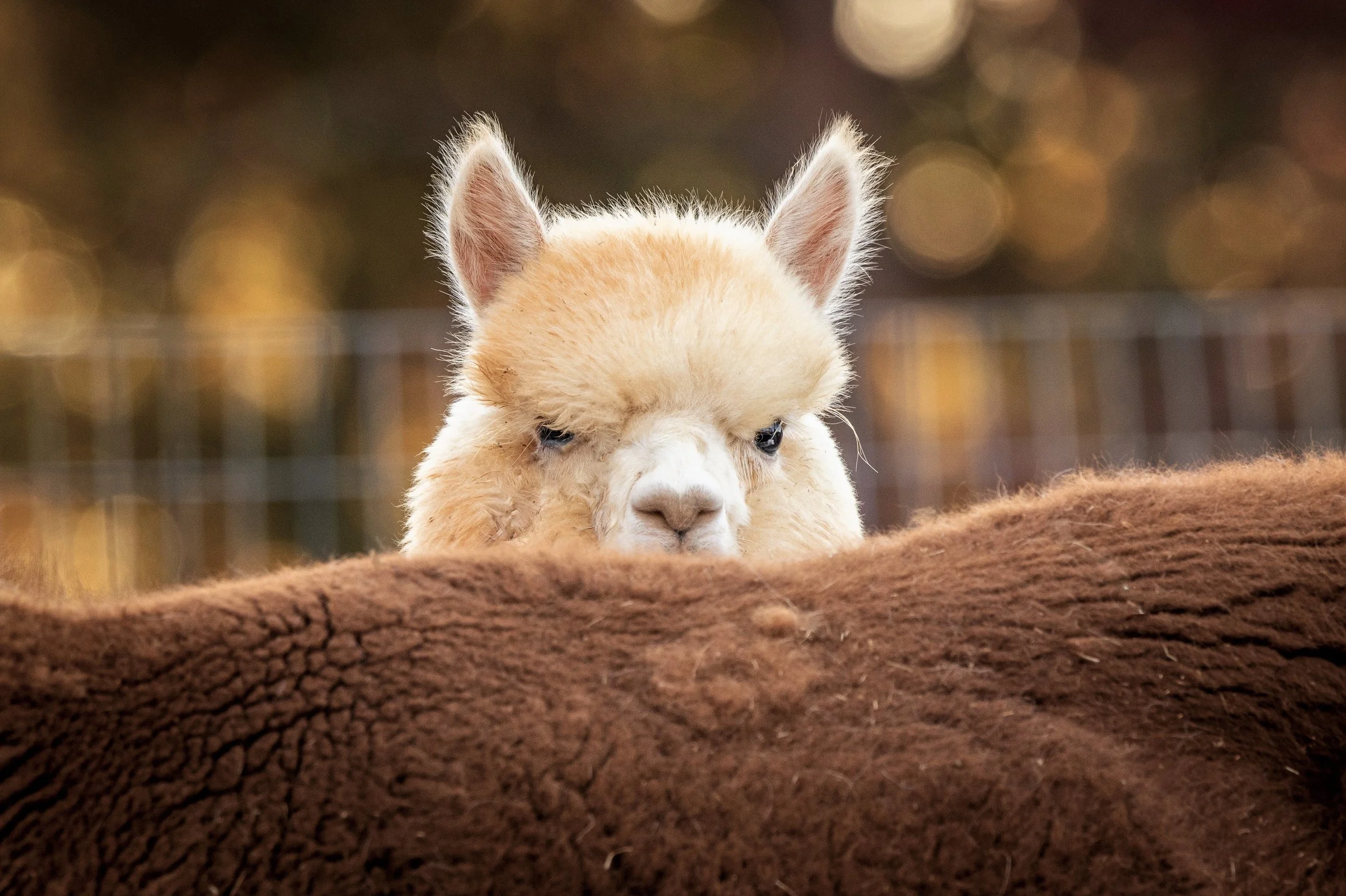 Our Boys — Meadowgate® Alpacas