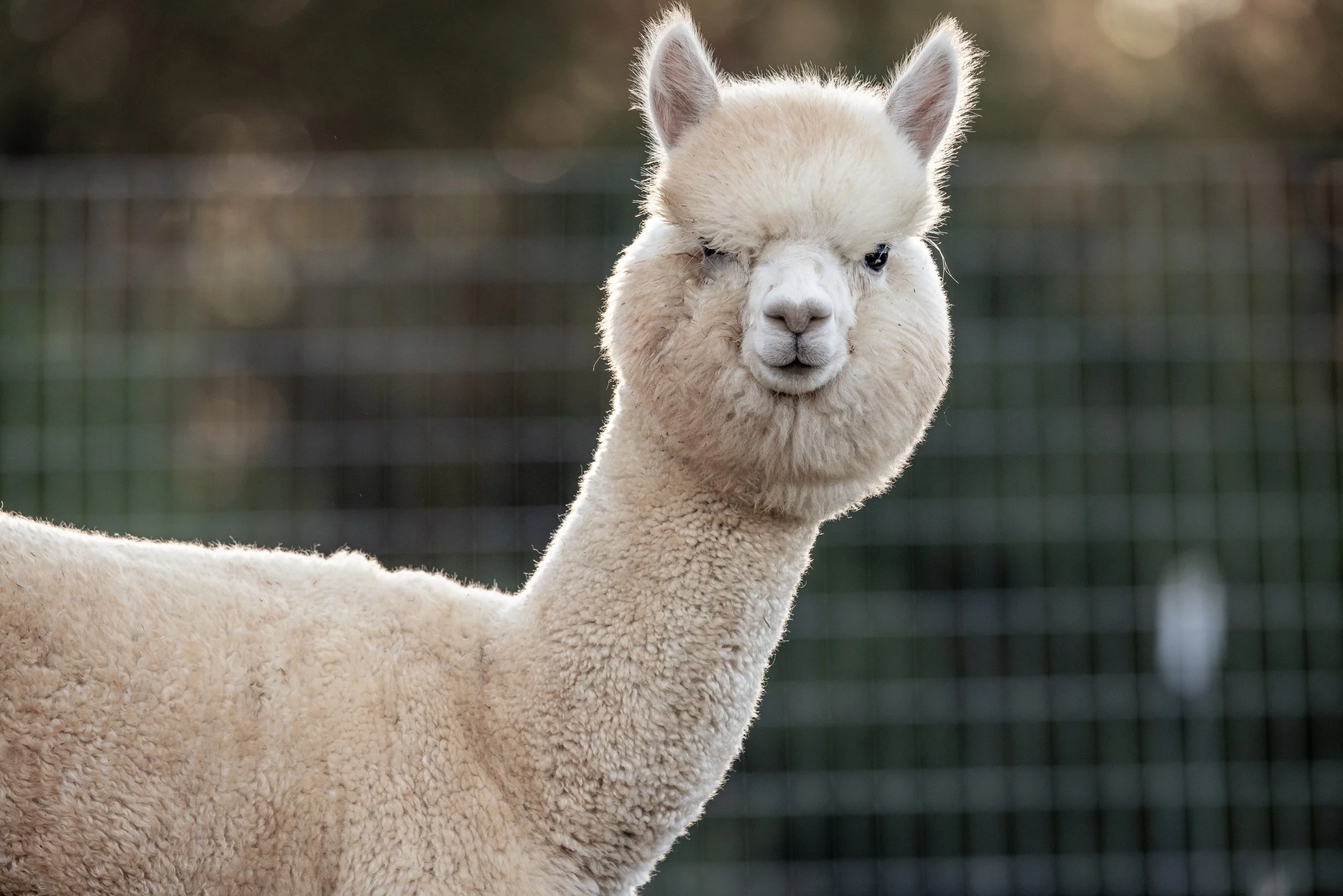 Our Boys — Meadowgate® Alpacas