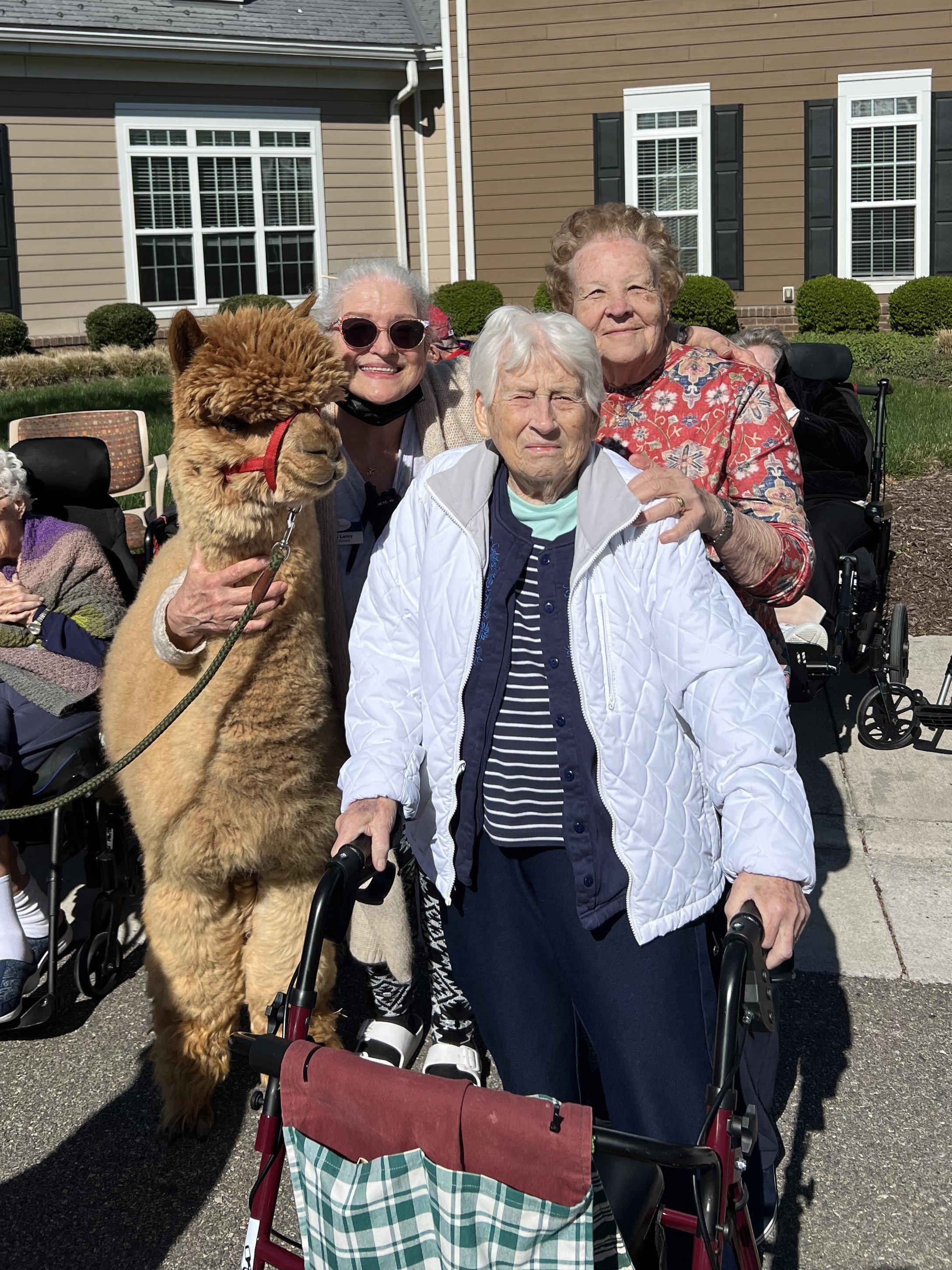 Alpaca Therapy — Meadowgate® Alpacas