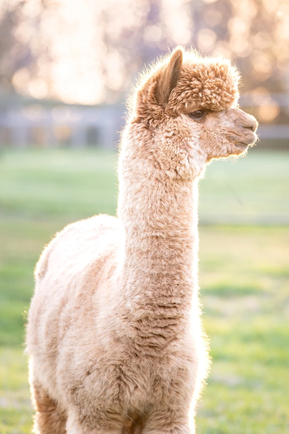 Meadowgate® Alpacas