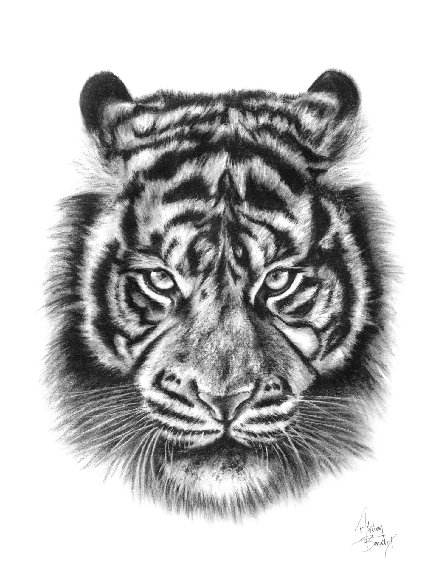 Creature Creations — Ashley Benedict