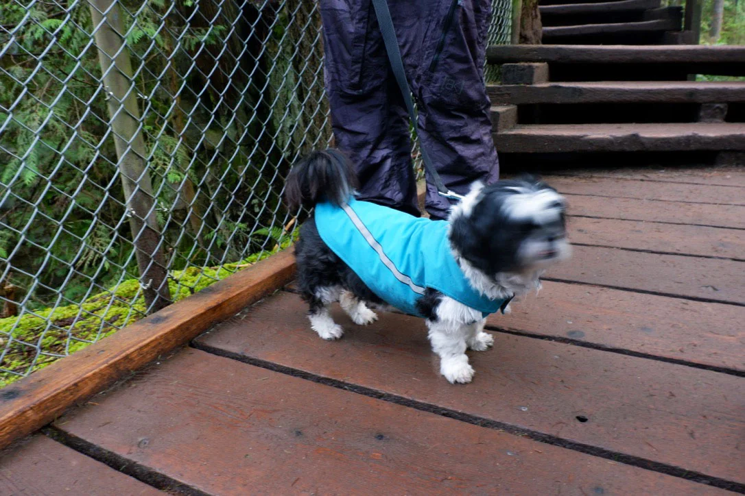vancouver hikes: lynn canyon — izzabelle.co