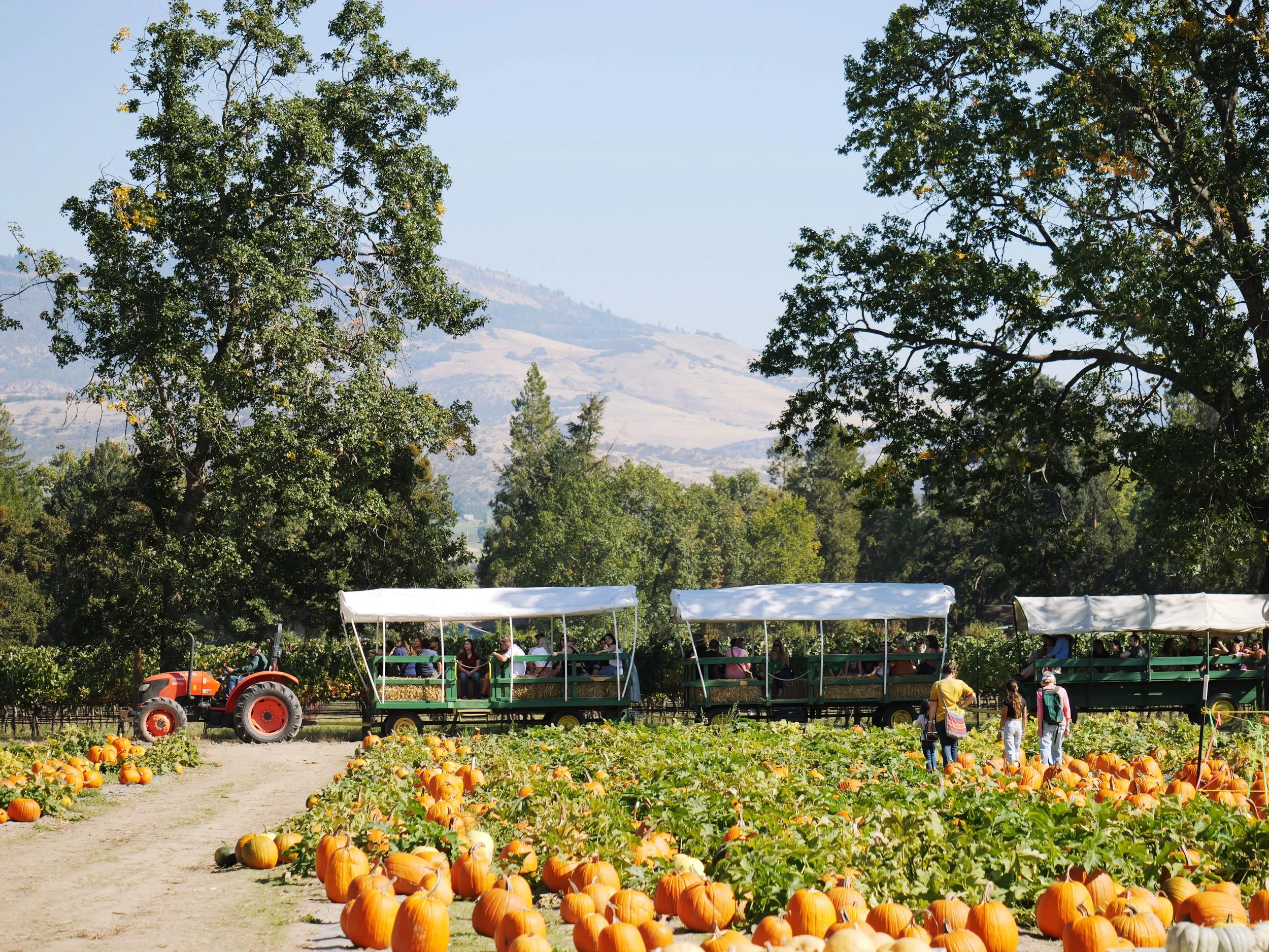 Pheasant Fields Farm