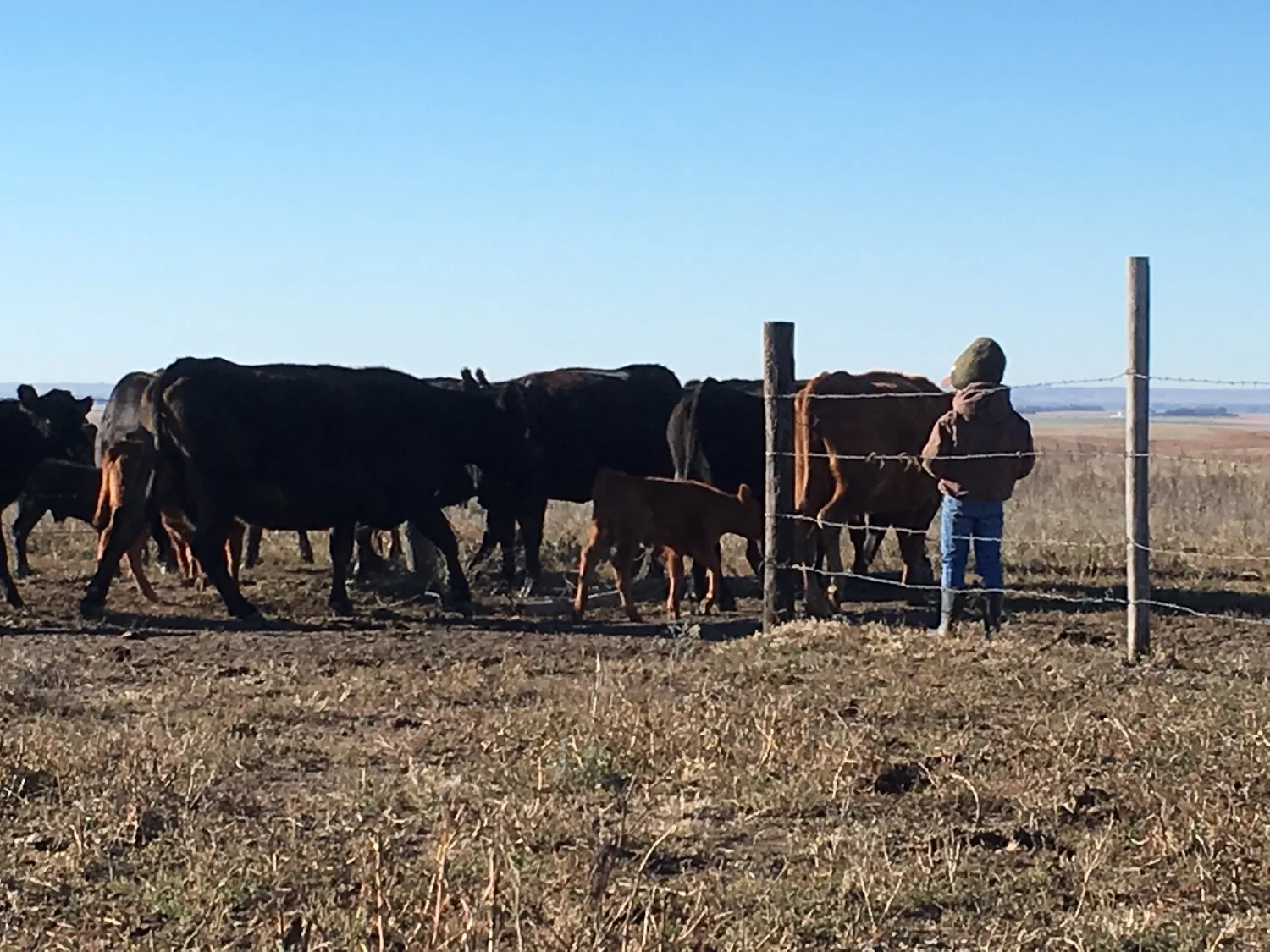 Family Farm Beef Box