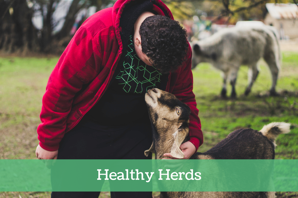 Services — FLASH FARM