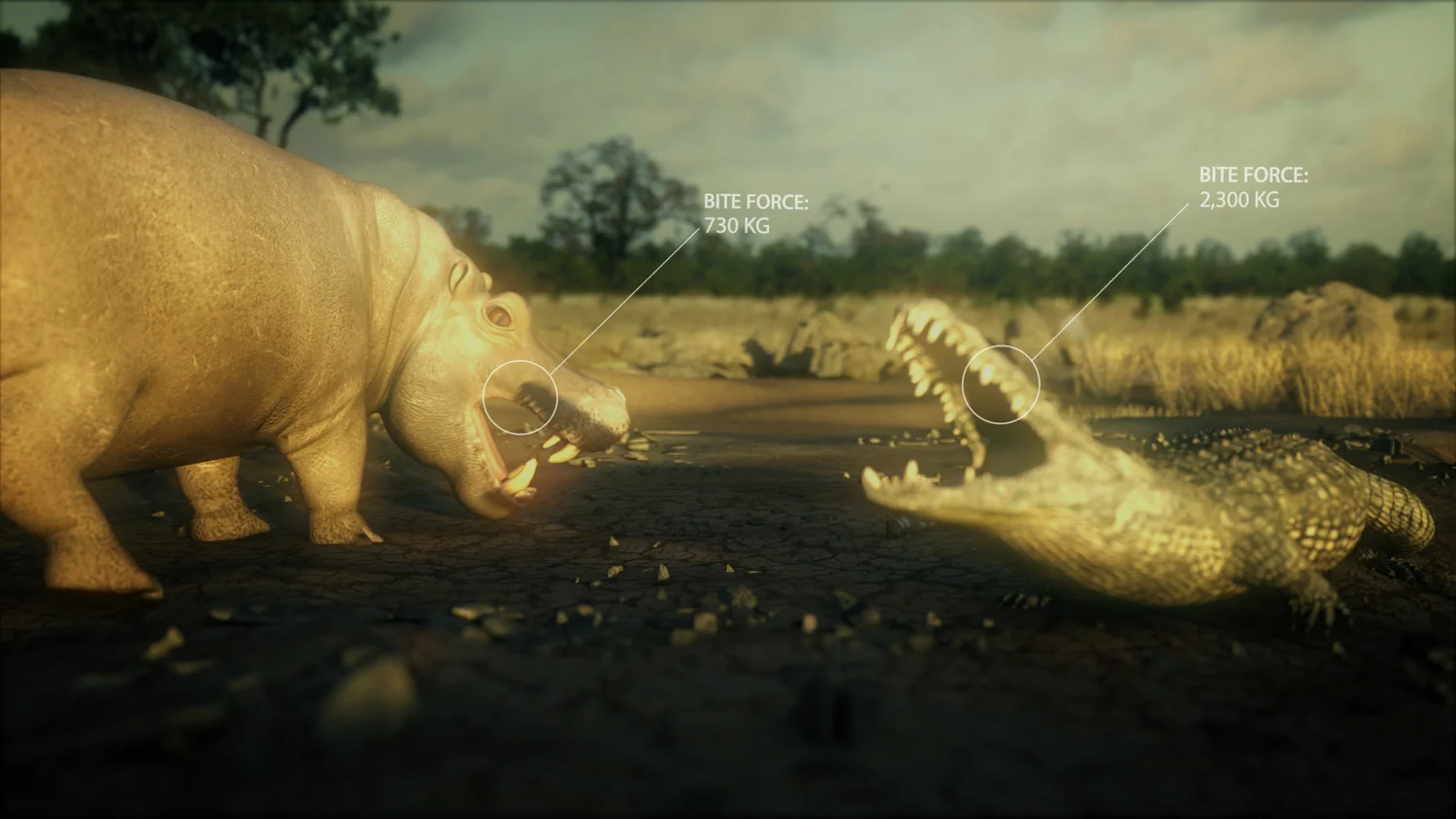 Hippo Attacks Crocodile