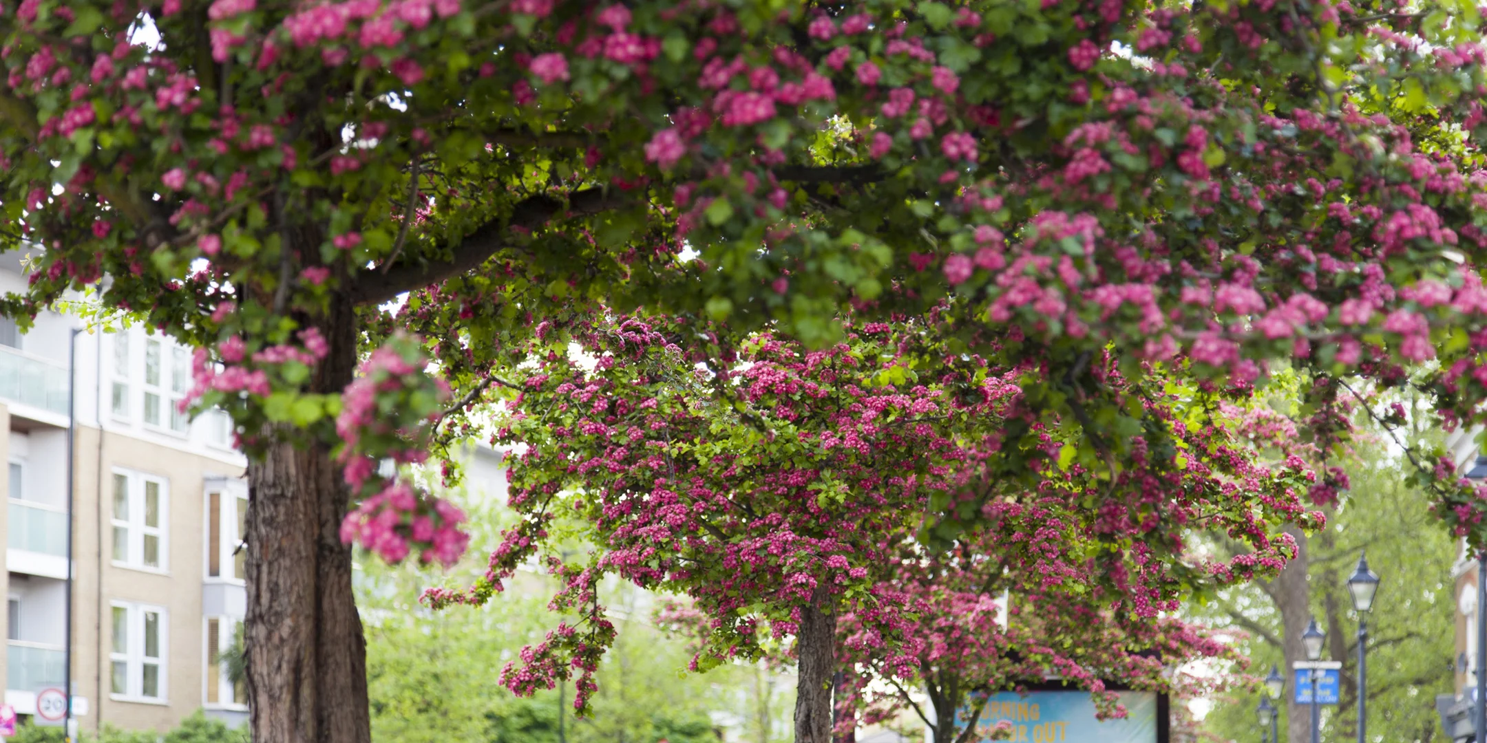 Nine of the best street trees in Time Out — Safe Haven Books