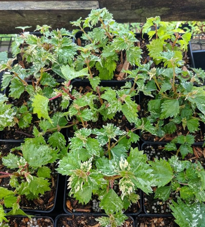 Boehmeria spicata 'Chantilly' — issima