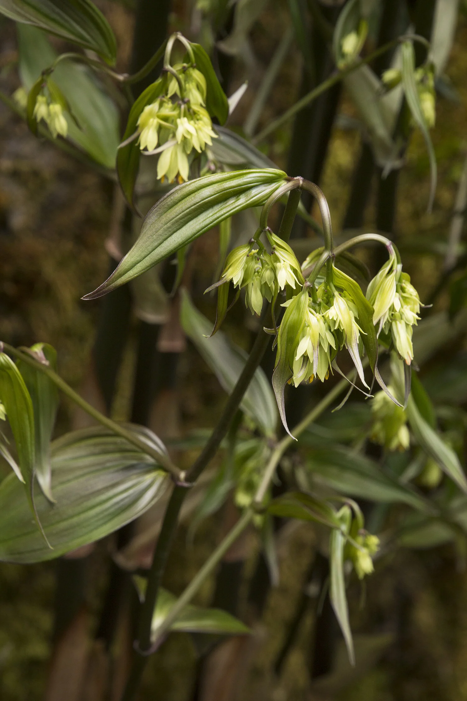 Disporum longistylum 'Green Giant' — issima