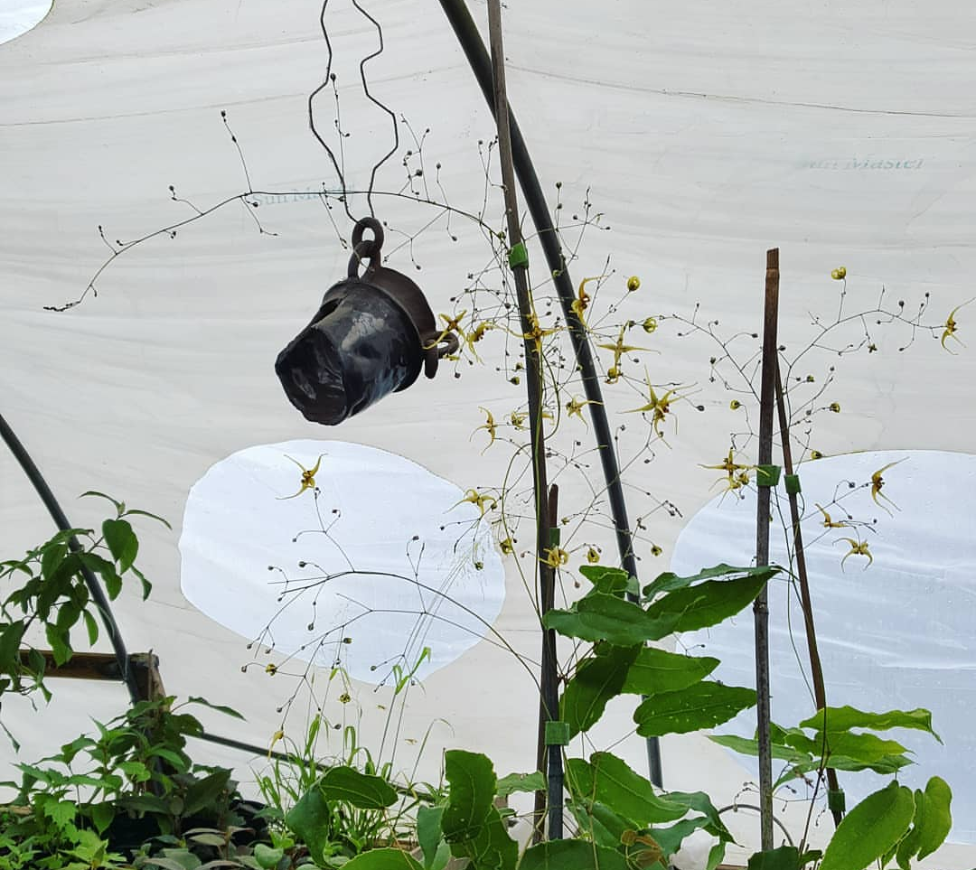 Epimedium 'The Giant' — issima