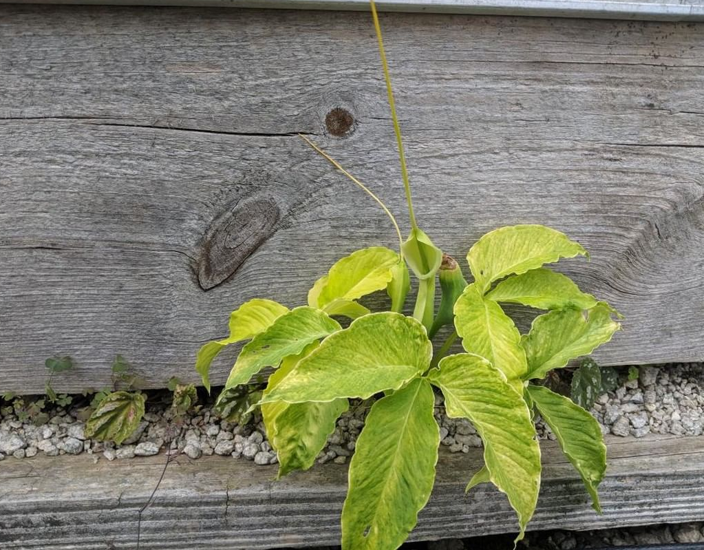 Pinellia tripartita- yellow/yellow variegated ('Dragon Tails') — issima
