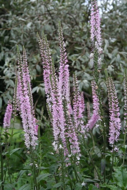 plants U-Z — issima