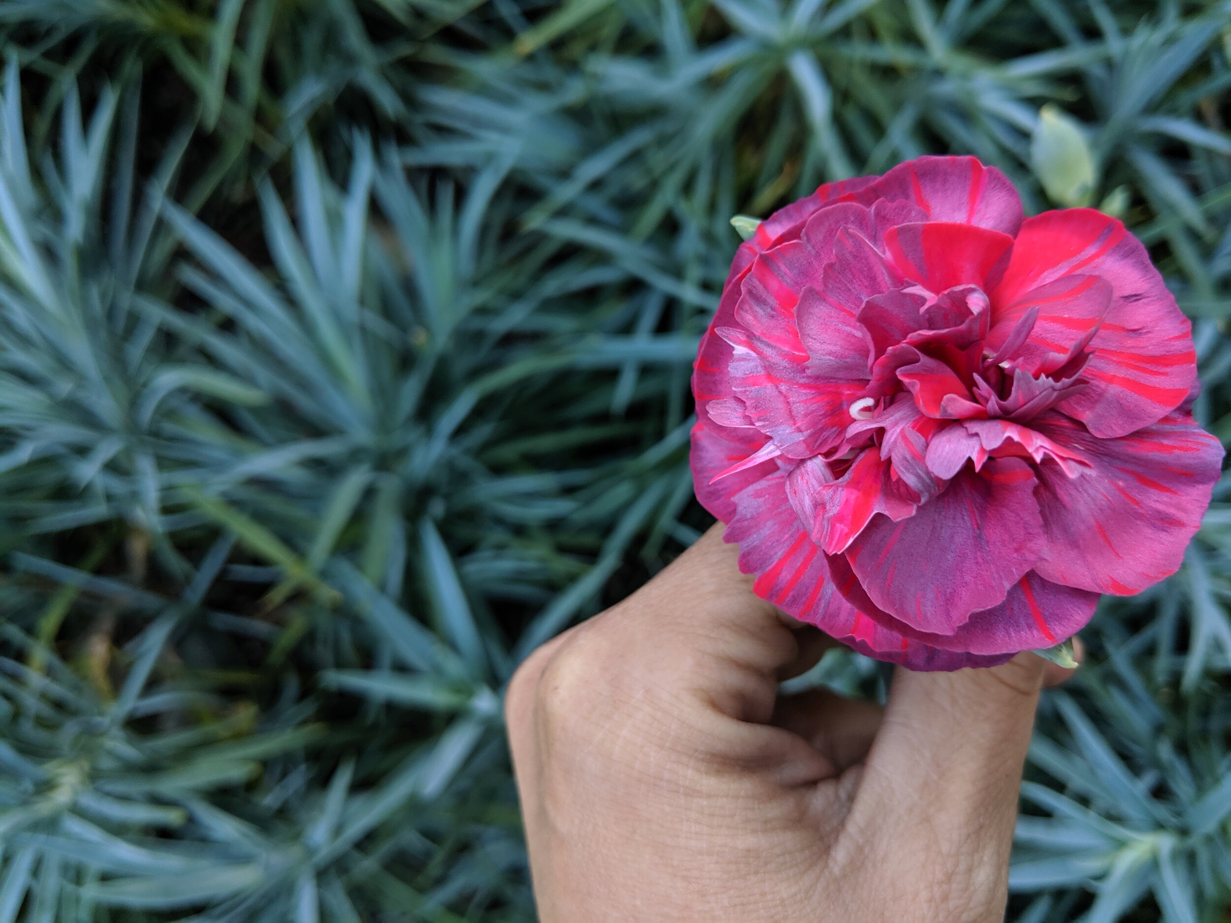 Dianthus Caryophyllus Chomley Farran