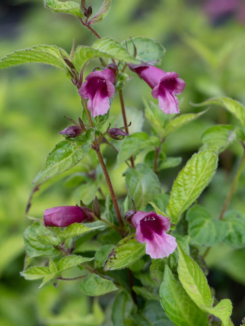 Chelonopsis yagiharana (C. moschata) — issima