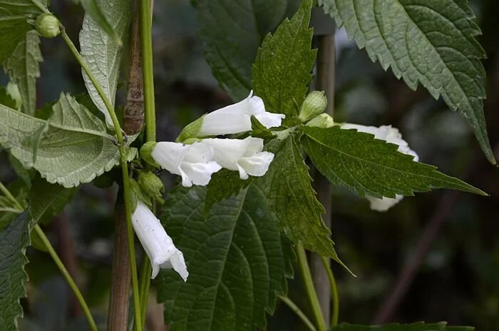 plants C-D — issima