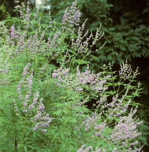 Vitex negundo 'Heterophylla' — issima