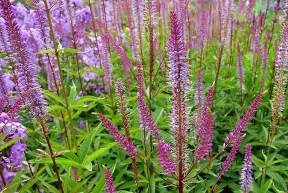 plants U-Z — issima