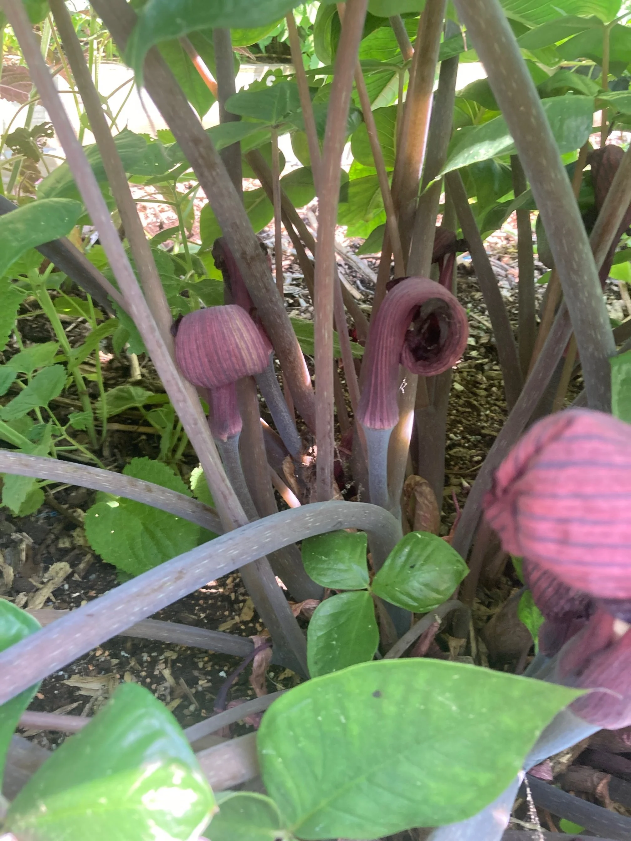 Returning — issima