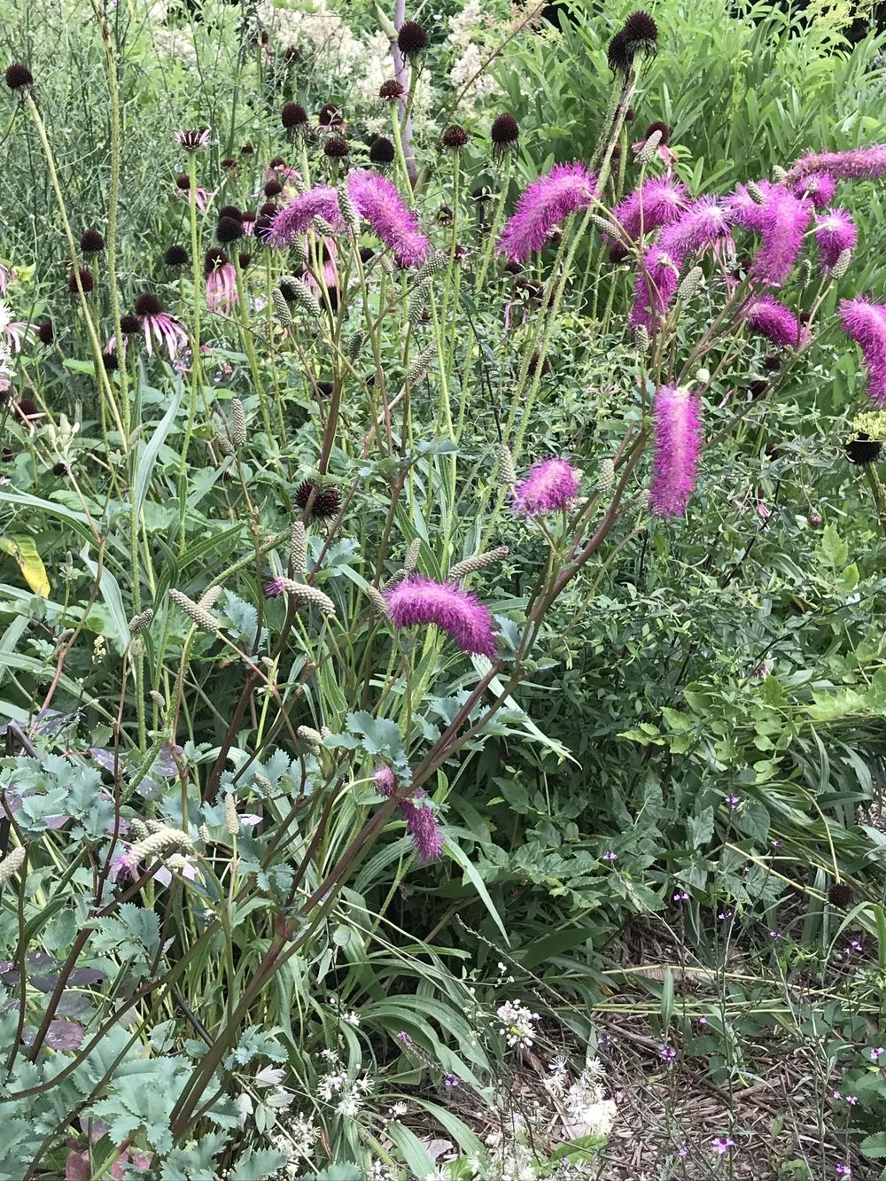 issima introductions — issima