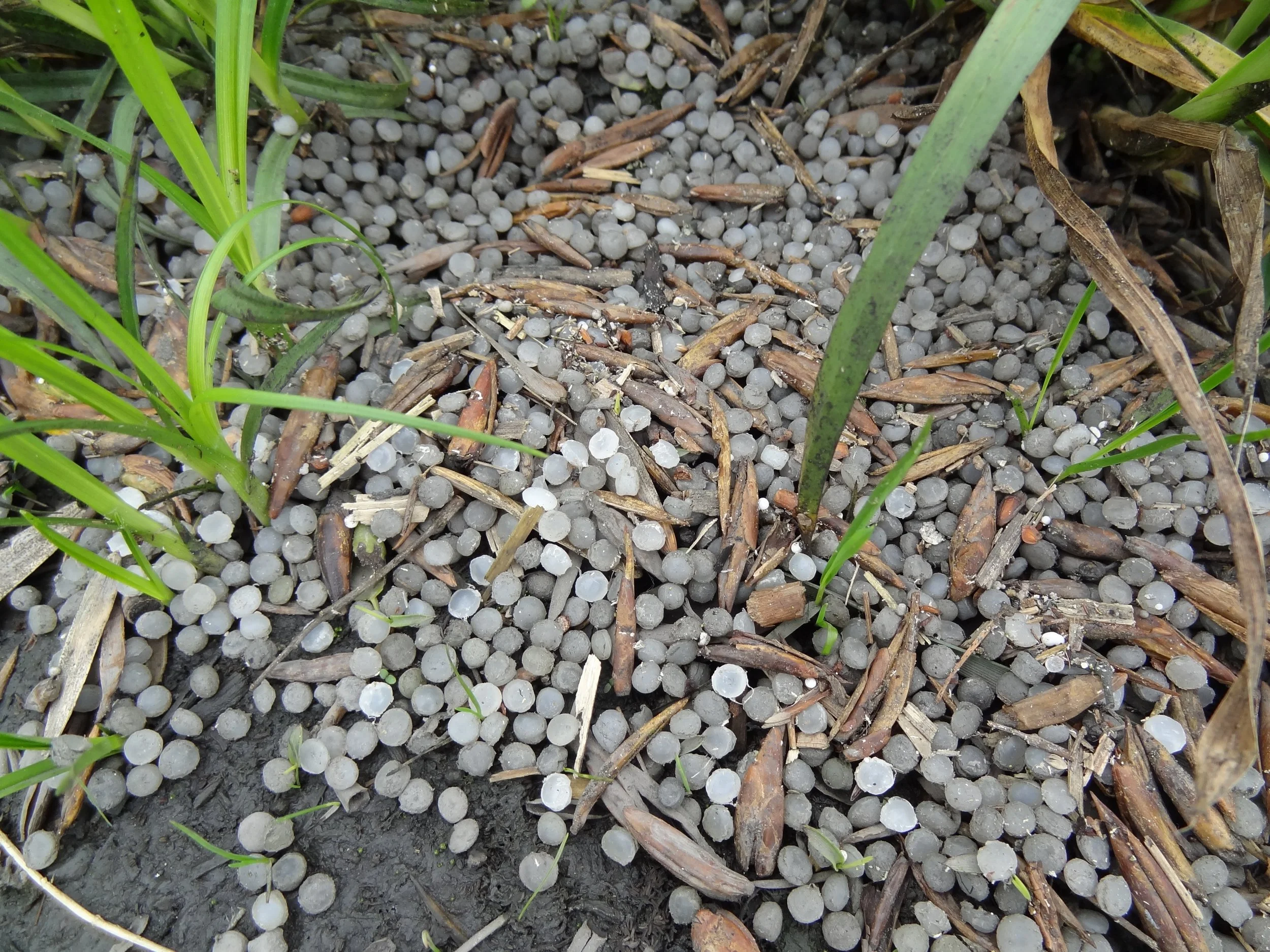 Plastic Pellets — As You Sow