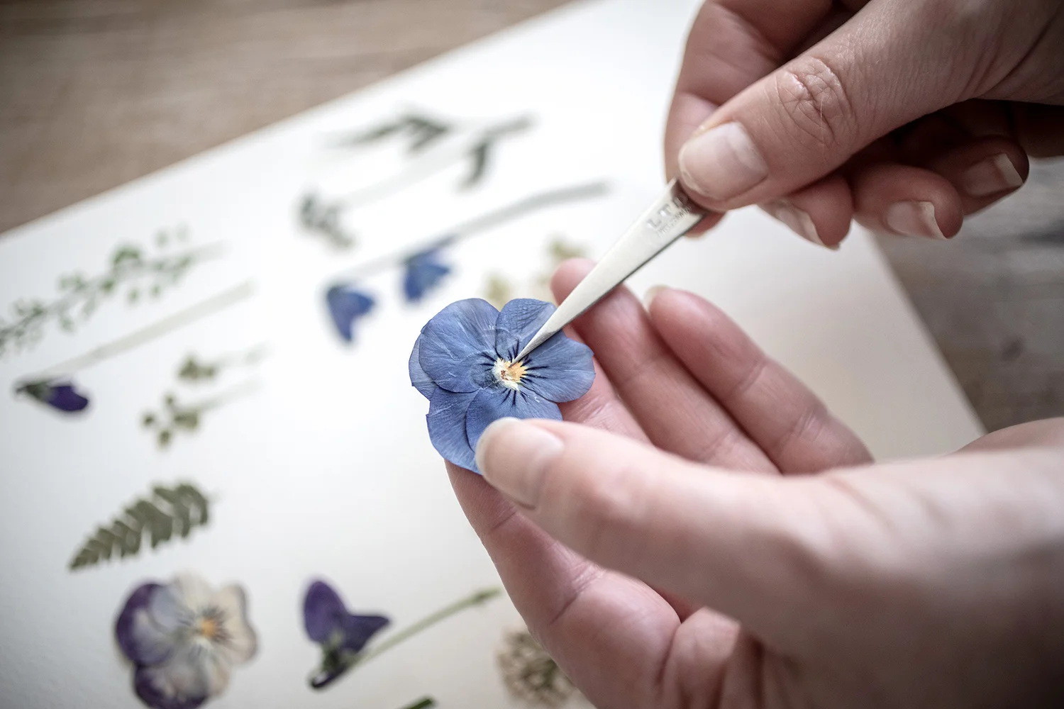 How to Press Flowers: A Guide for Beginners — Paper Thin Moon | British ...