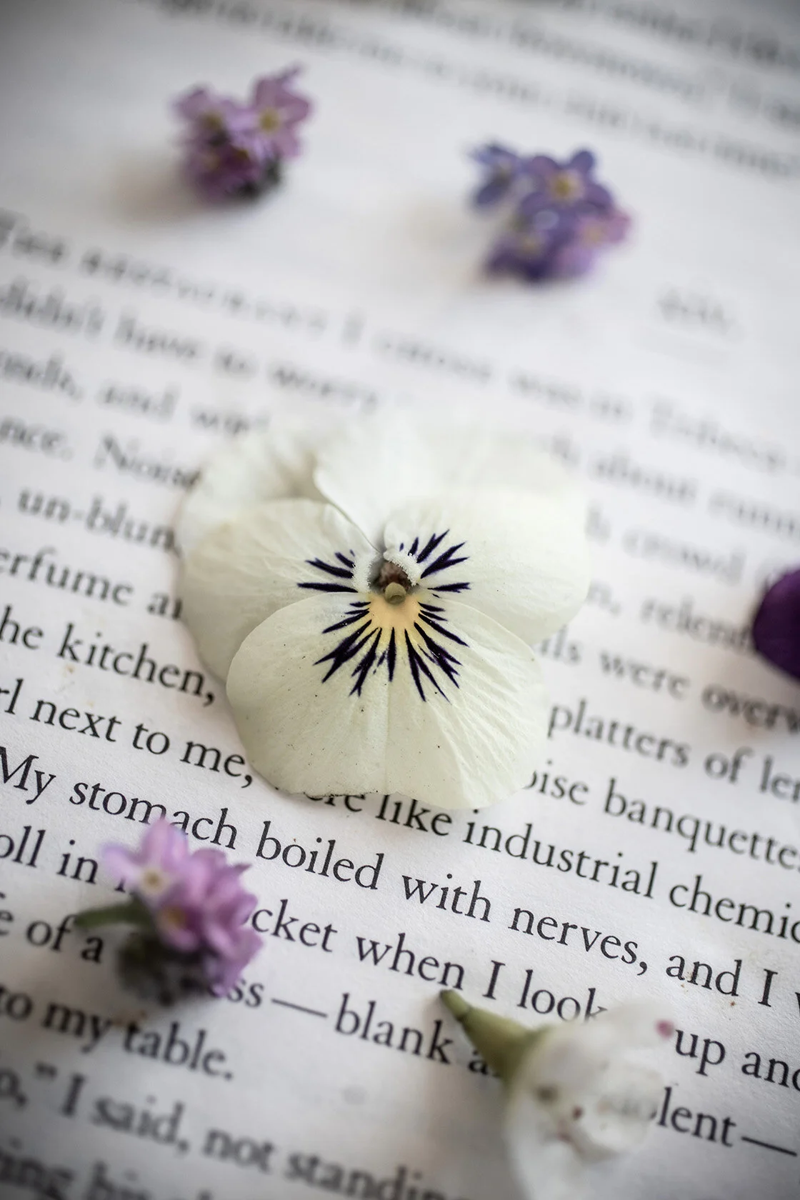 How To Press Flowers A Guide For Beginners Paper Thin Moon how-to-press-flowers-a-guide-for-beginners-paper-thin-moon