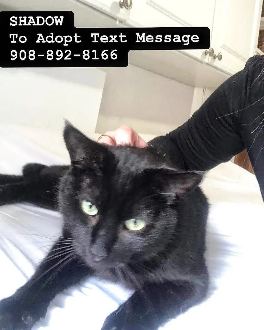 Animal Rescue Center