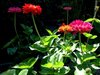 Zinnias and Veggies — ediblegardens52