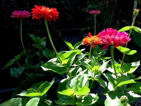 Zinnias and Veggies — ediblegardens52