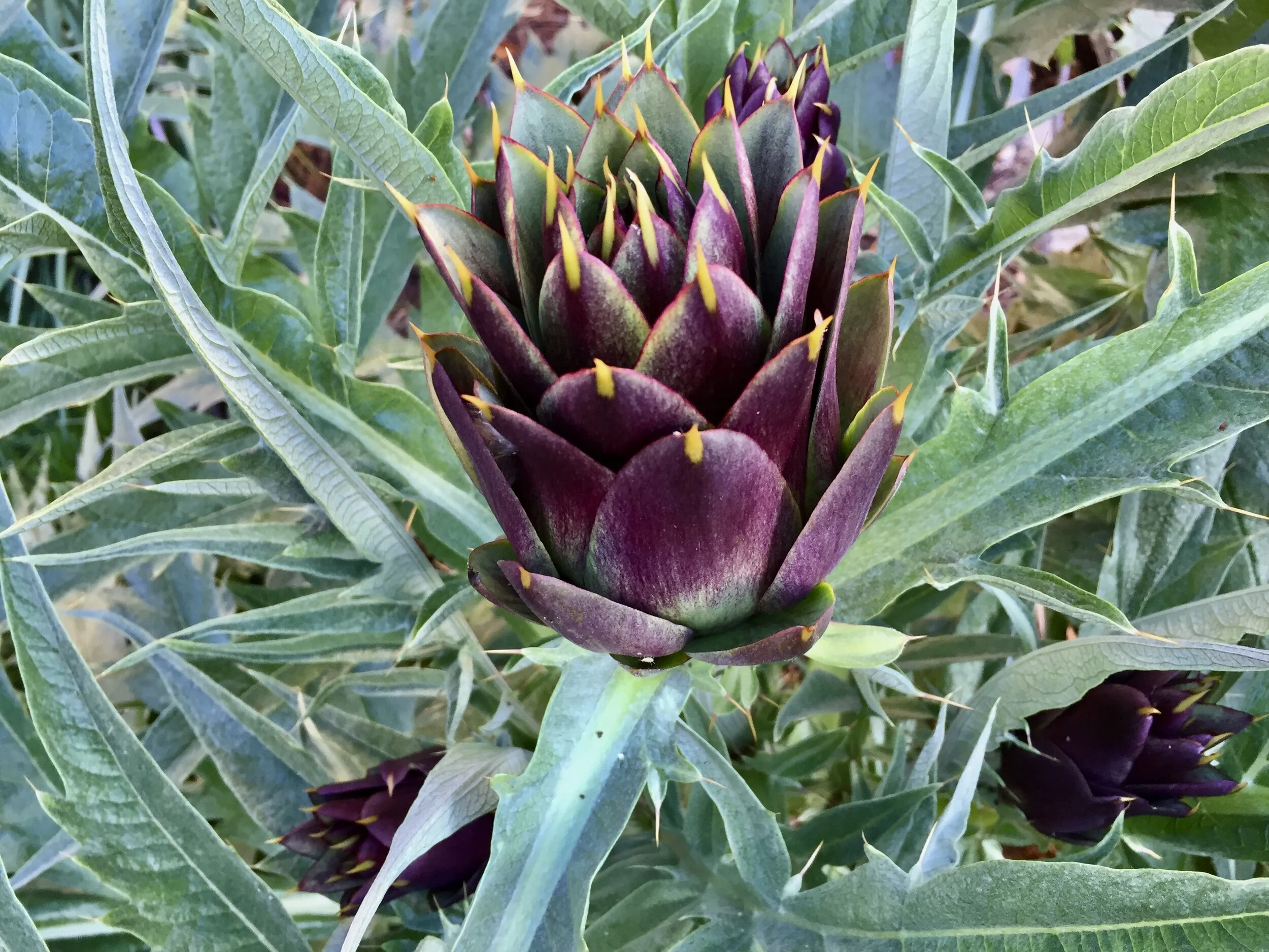 Dark Red Lollo Rossa Lettuce — ediblegardens52