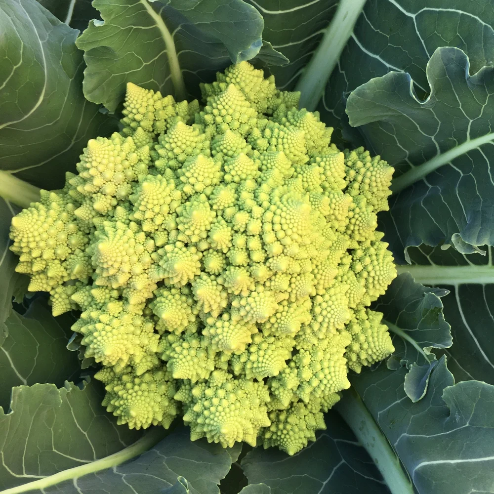 Growing Romanesco Broccoli