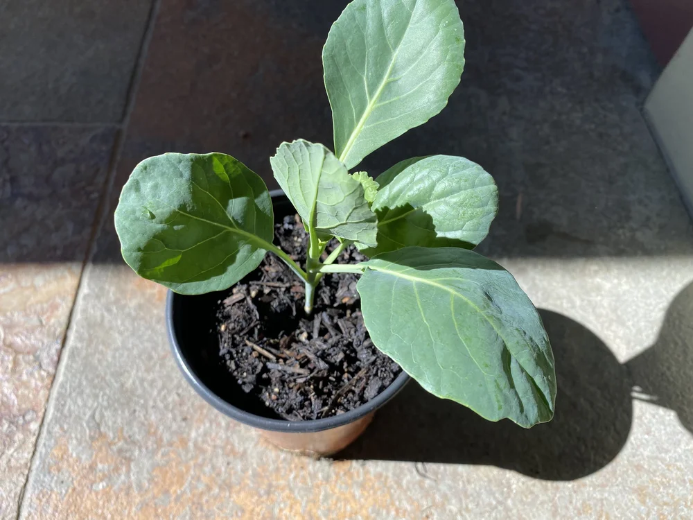 How to Grow Romanesco — ediblegardens52