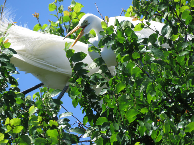 Rookery at University of Texas Southwestern Medical School — The 21st ...
