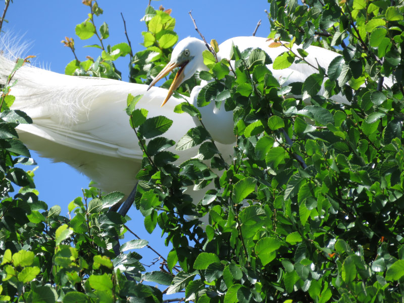 Rookery at University of Texas Southwestern Medical School — The 21st ...