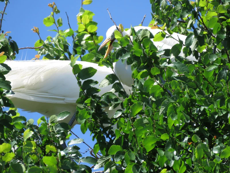 Rookery at University of Texas Southwestern Medical School — The 21st ...