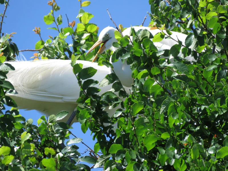 Rookery at University of Texas Southwestern Medical School — The 21st ...