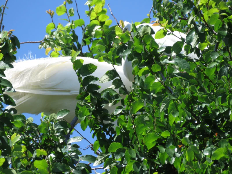 Rookery at University of Texas Southwestern Medical School — The 21st ...