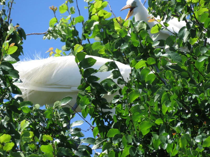 Rookery at University of Texas Southwestern Medical School — The 21st ...