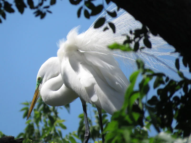 Rookery at University of Texas Southwestern Medical School — The 21st ...
