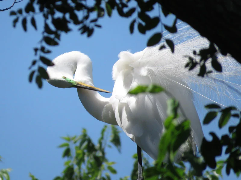 Rookery at University of Texas Southwestern Medical School — The 21st ...