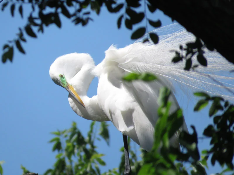 Rookery at University of Texas Southwestern Medical School — The 21st ...