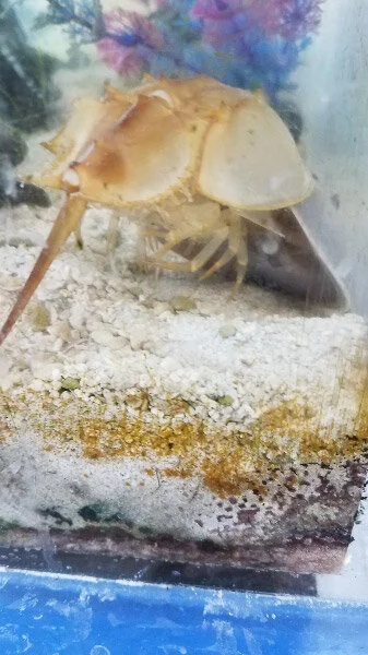 Horseshoe Crab Shedding — The 21st Century Matriarch