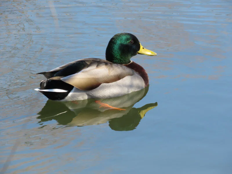 Birding at Josey Ranch Lake – Part 1 — The 21st Century Matriarch
