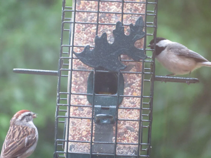 Cape May Spring Festival (2nd day), Last Iris, 3 Tangle Prompt — The ...