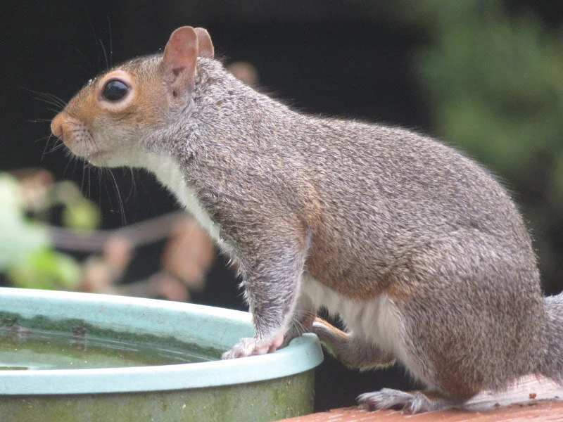 Cape May Spring Festival (2nd day), Last Iris, 3 Tangle Prompt — The ...